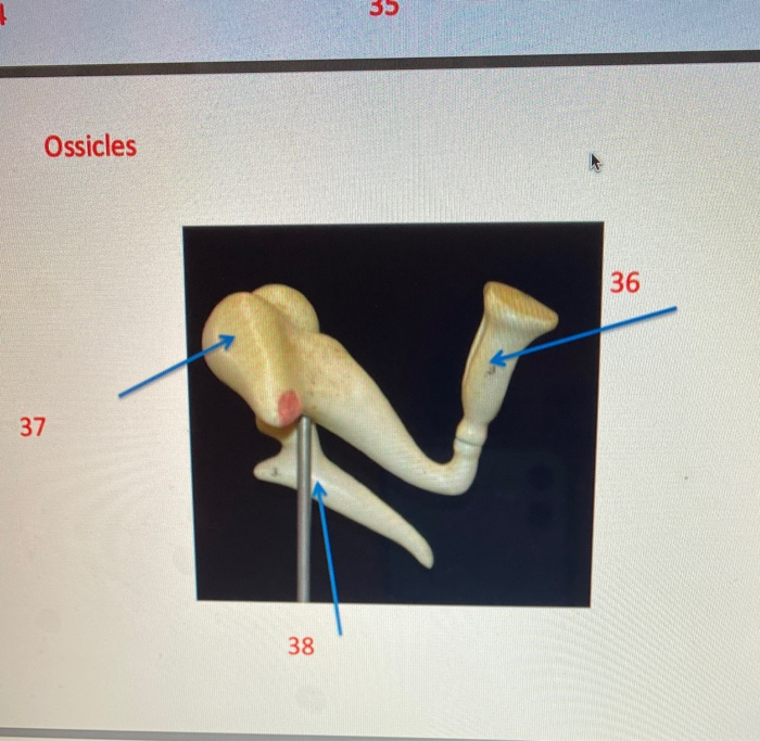 Solved REAL ANATOMY CD 24 REAL ANATOMY CD 25 REAL | Chegg.com