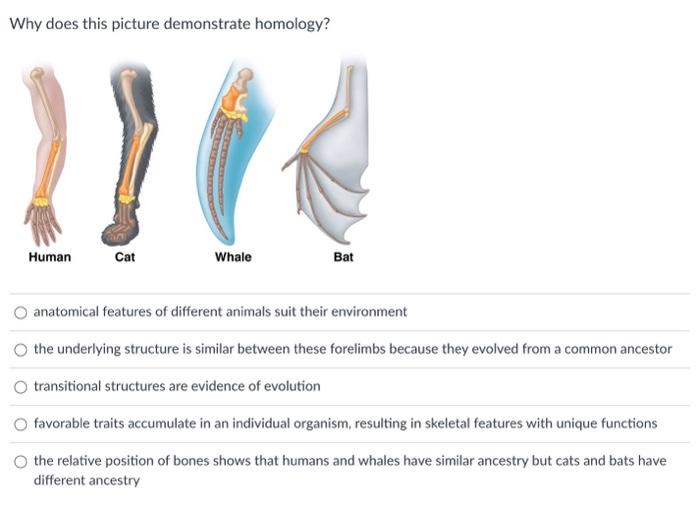 Solved Why does this picture demonstrate homology? | Chegg.com