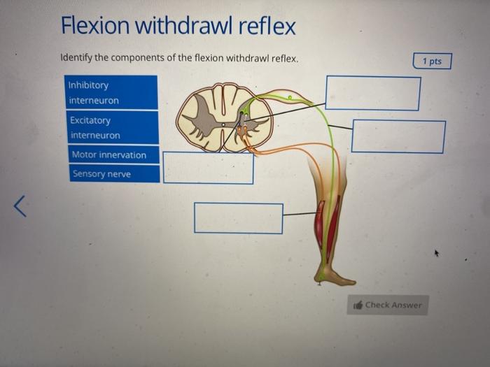 Solved Flexion withdrawl reflex Identify the components of | Chegg.com
