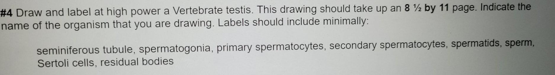 Solved #4 Draw and label at high power a Vertebrate testis. | Chegg.com