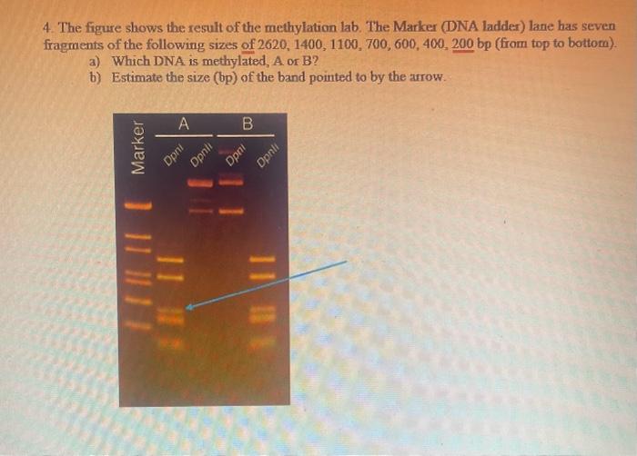 Solved 4. The figure shows the result of the methylation | Chegg.com