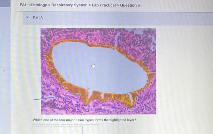 Solved PAL: Histology > Cardiovascular System > Lab | Chegg.com