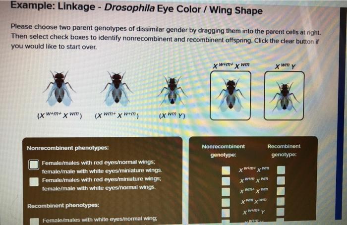Solved Example: Linkage - Drosophila Eye Color / Wing Shape | Chegg.com