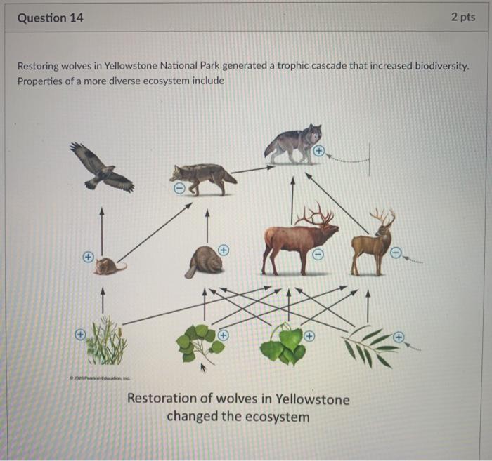 Solved Question 14 2 pts Restoring wolves in Yellowstone | Chegg.com