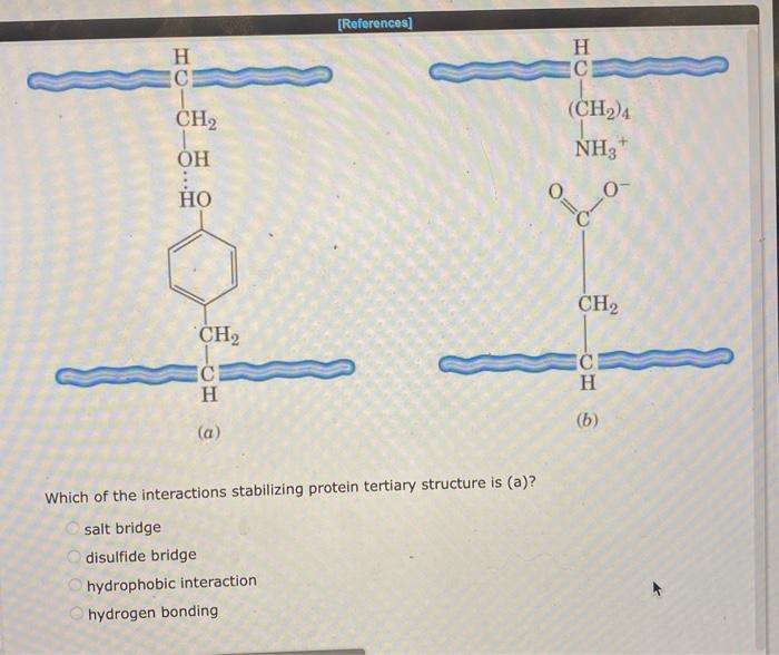 Solved Which of the interactions stabilizing protein | Chegg.com