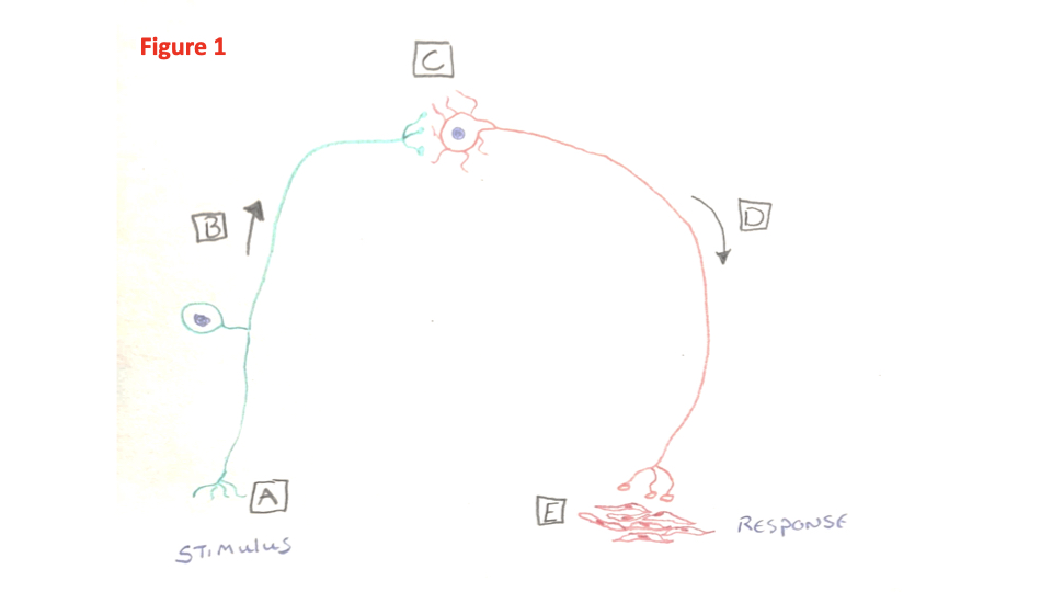 Solved In Figure 1, ﻿the Afferent Pathway in this feedback | Chegg.com