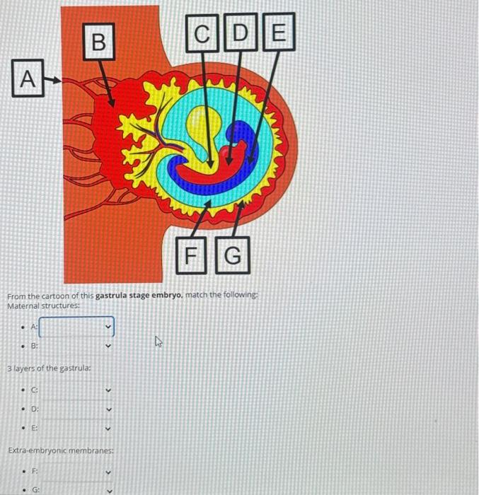 Solved From the cartoon of this gastrula stage embryo, match | Chegg.com