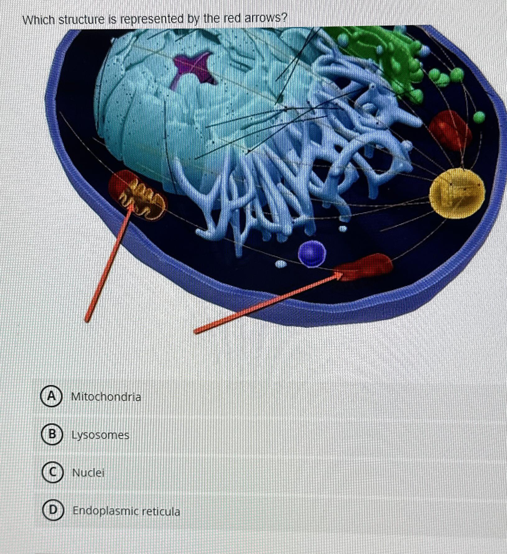 Which structure is represented by the red | Chegg.com