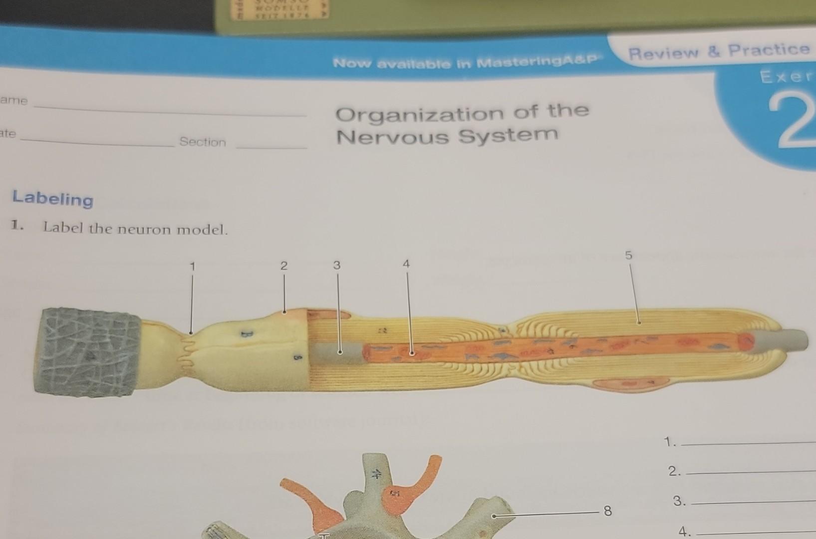 Solved Organization of the Section Nervous System Labeling | Chegg.com
