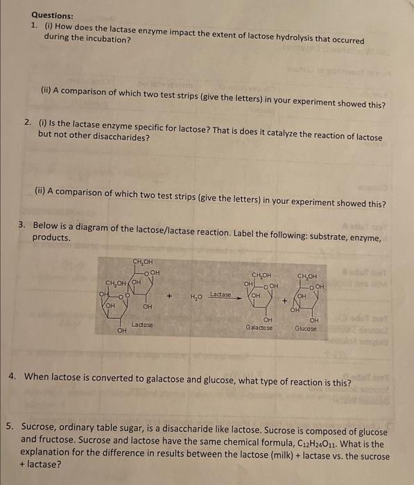 Solved Questions: 1. (i) How does the lactase enzyme impact | Chegg.com