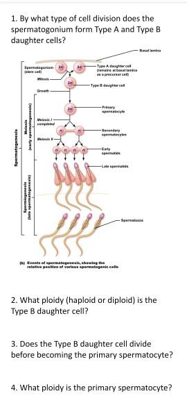 Solved 1. By what type of cell division does the | Chegg.com