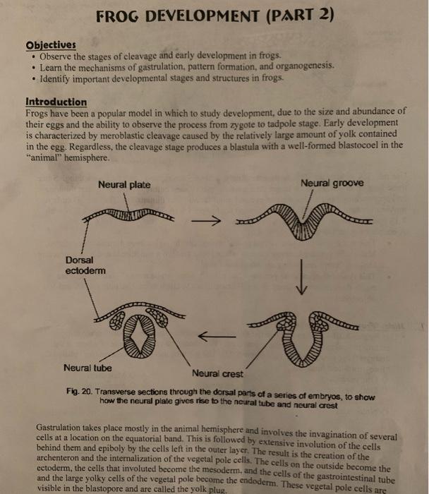 FROG DEVELOPMENT (PART 2) Objectives . Observe the | Chegg.com