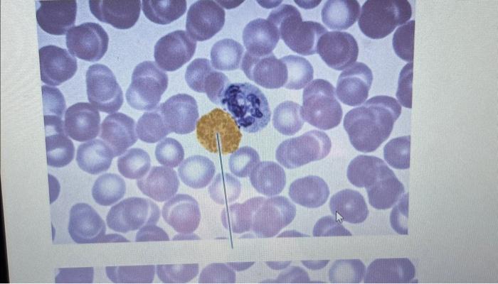 Solved Identify The Highlighted Cell 4957