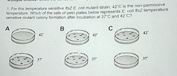 Solved For this temperature sensitive its Z, ﻿cal mutant | Chegg.com