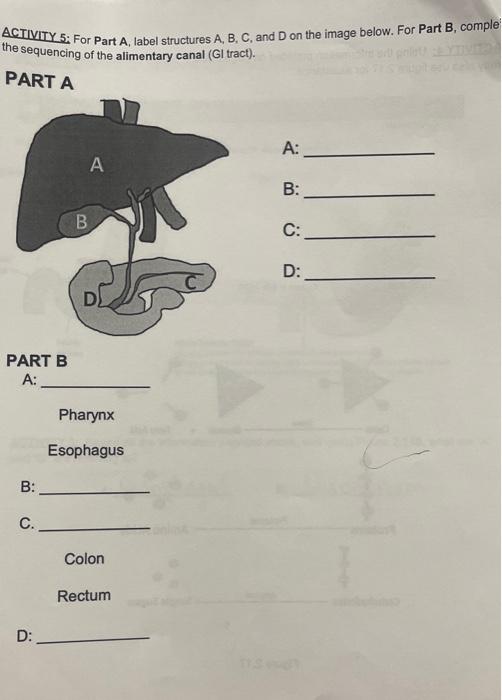 Solved ACTivity 5: For Part A, label structures A, B, C, and | Chegg.com