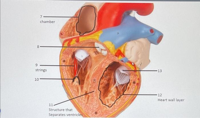 Solved label heart anatomy | Chegg.com