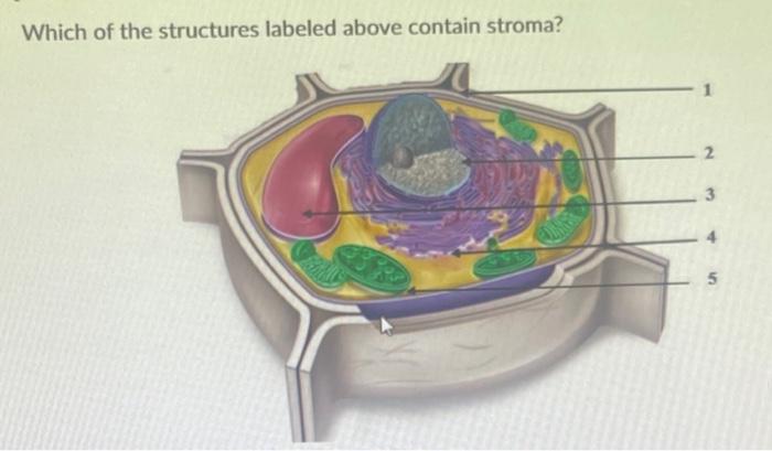 Solved Which of the structures labeled above contain stroma? | Chegg.com