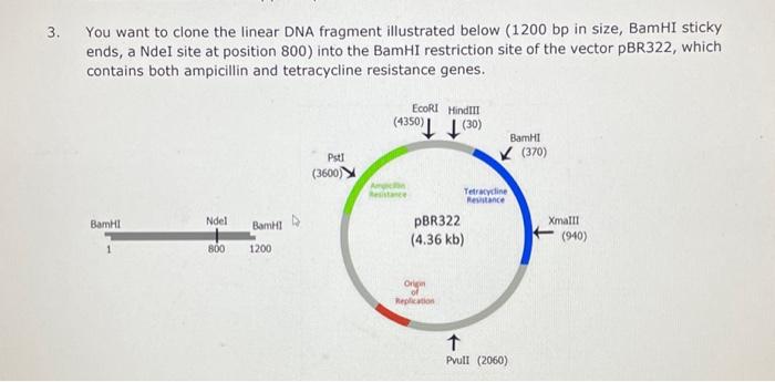 Solved Please urgently help with this genetics question 3a,b | Chegg.com