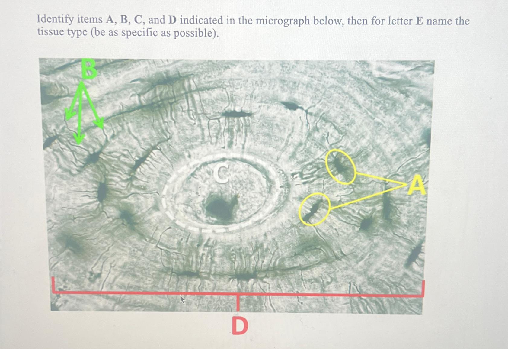 Solved Identify items A,B,C, ﻿and D ﻿indicated in the | Chegg.com