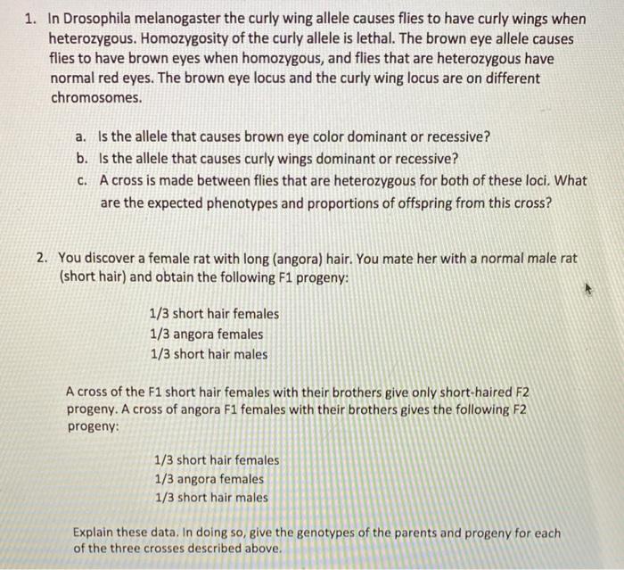Solved 1. In Drosophila melanogaster the curly wing allele | Chegg.com