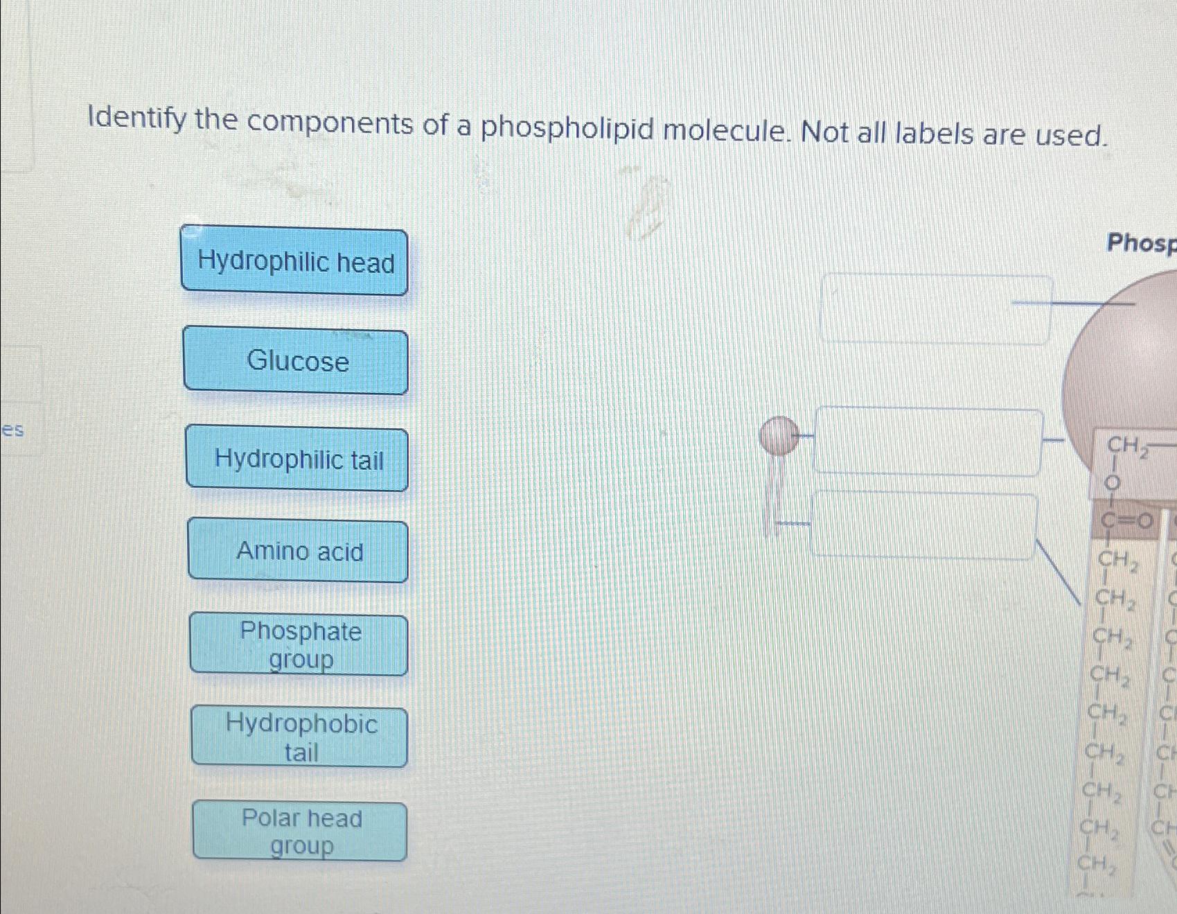 Solved Identify the components of a phospholipid molecule. | Chegg.com