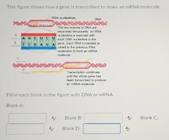 Solved This figure shows how a gene is transcribed to make | Chegg.com
