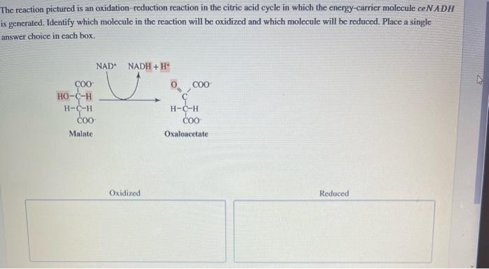 Solved The Reaction Pictured Is An Oxidation Reduction