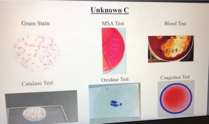Solved Unknown C Gram Stain MSA Test Blood Test 12-09 | Chegg.com