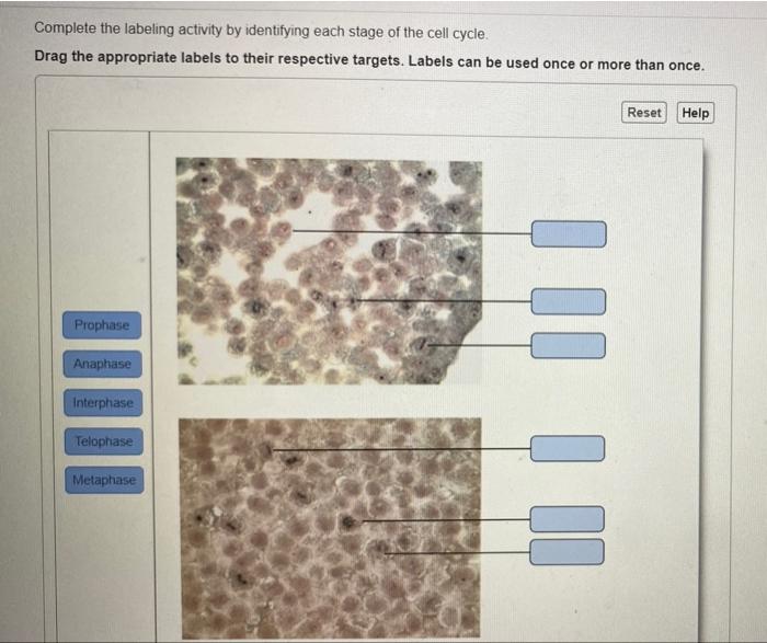 Complete the labeling activity by identifying each | Chegg.com