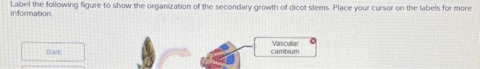 Label the following figure to show the organization | Chegg.com Label the following figure to show the organization | Chegg.com