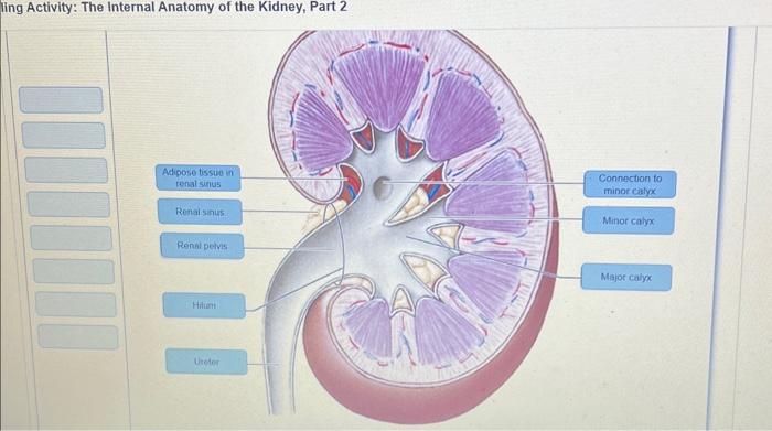 Solved ling Activity: The Internal Anatomy of the Kidney, | Chegg.com