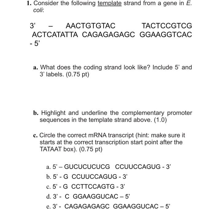 Solved 1. Consider the following template strand from a gene | Chegg.com