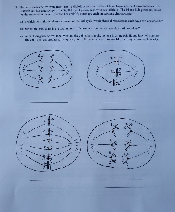 Solved 3. The cells shown below were taken from a diploid | Chegg.com