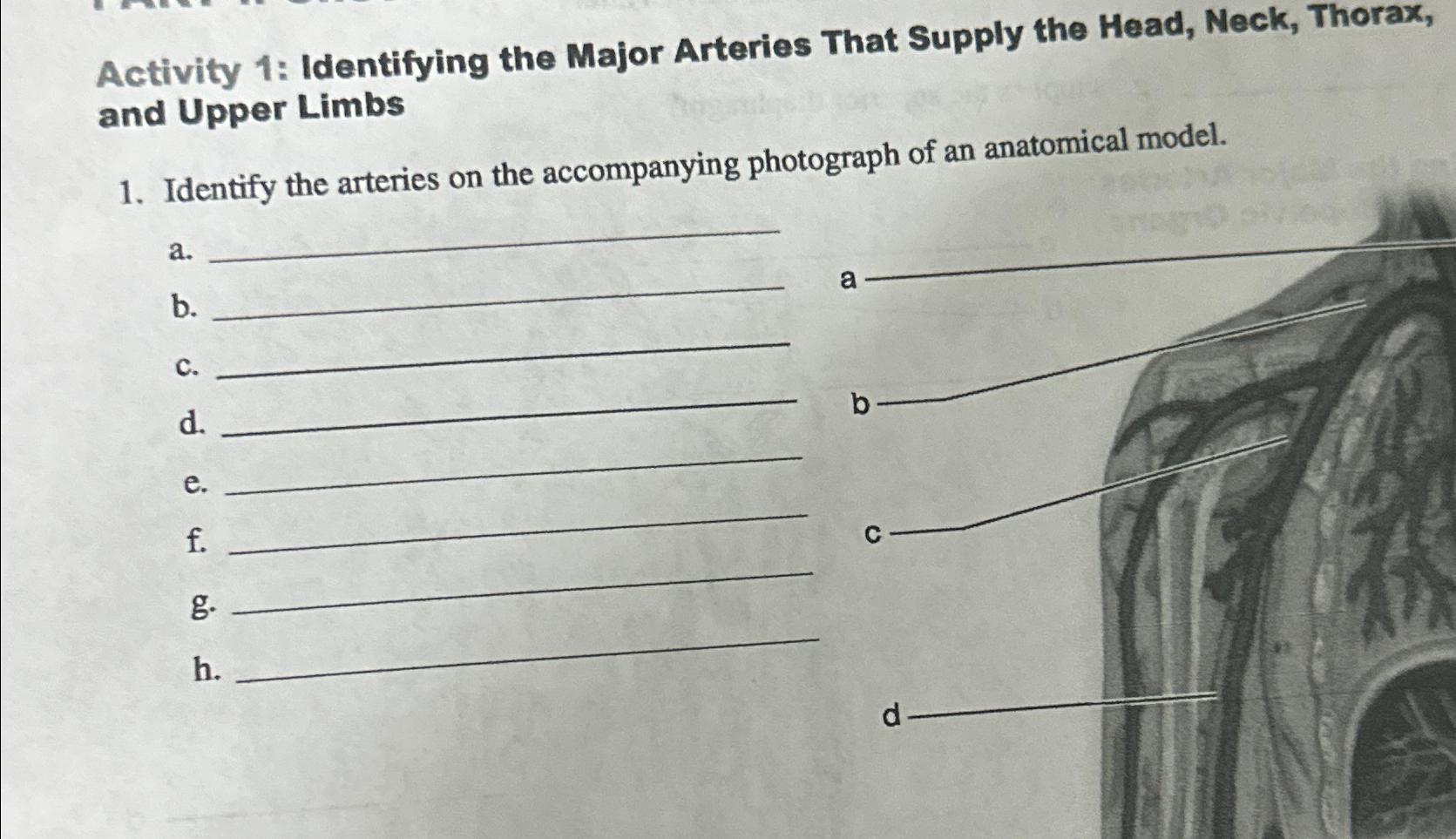 Solved Activity 1: Identifying the Major Arteries That | Chegg.com