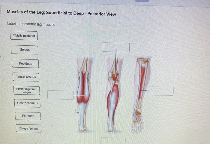 Solved Muscles of the Leg; Superficial to Deep - Posterior | Chegg.com