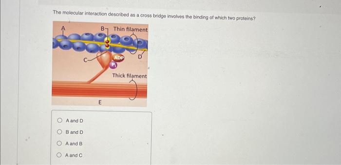 Solved The molecular interaction described as a cross bridge | Chegg.com