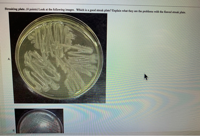 Solved Streaking plate, (4 points) Look at the following | Chegg.com