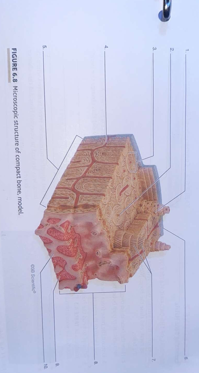Solved FIGURE 6.8 ﻿Microscopic structure of compact bone, | Chegg.com