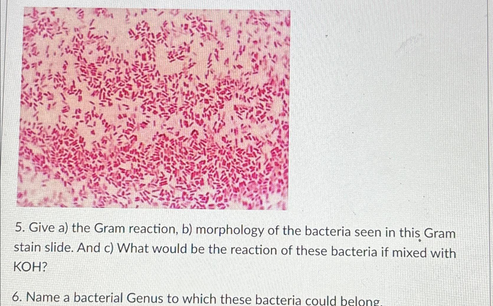 Solved Give a) ﻿the Gram reaction, b) ﻿morphology of the | Chegg.com