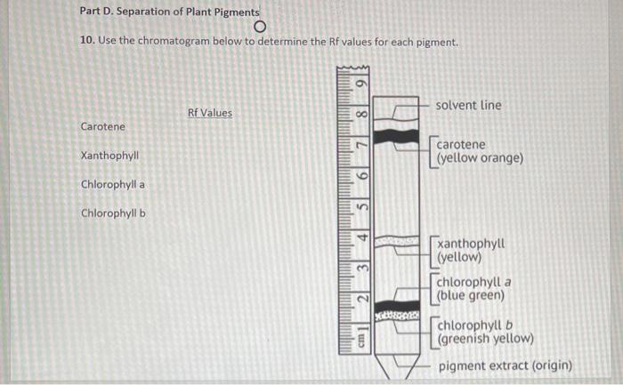 Solved Part D. Separation of Plant Pigments 10. Use the | Chegg.com