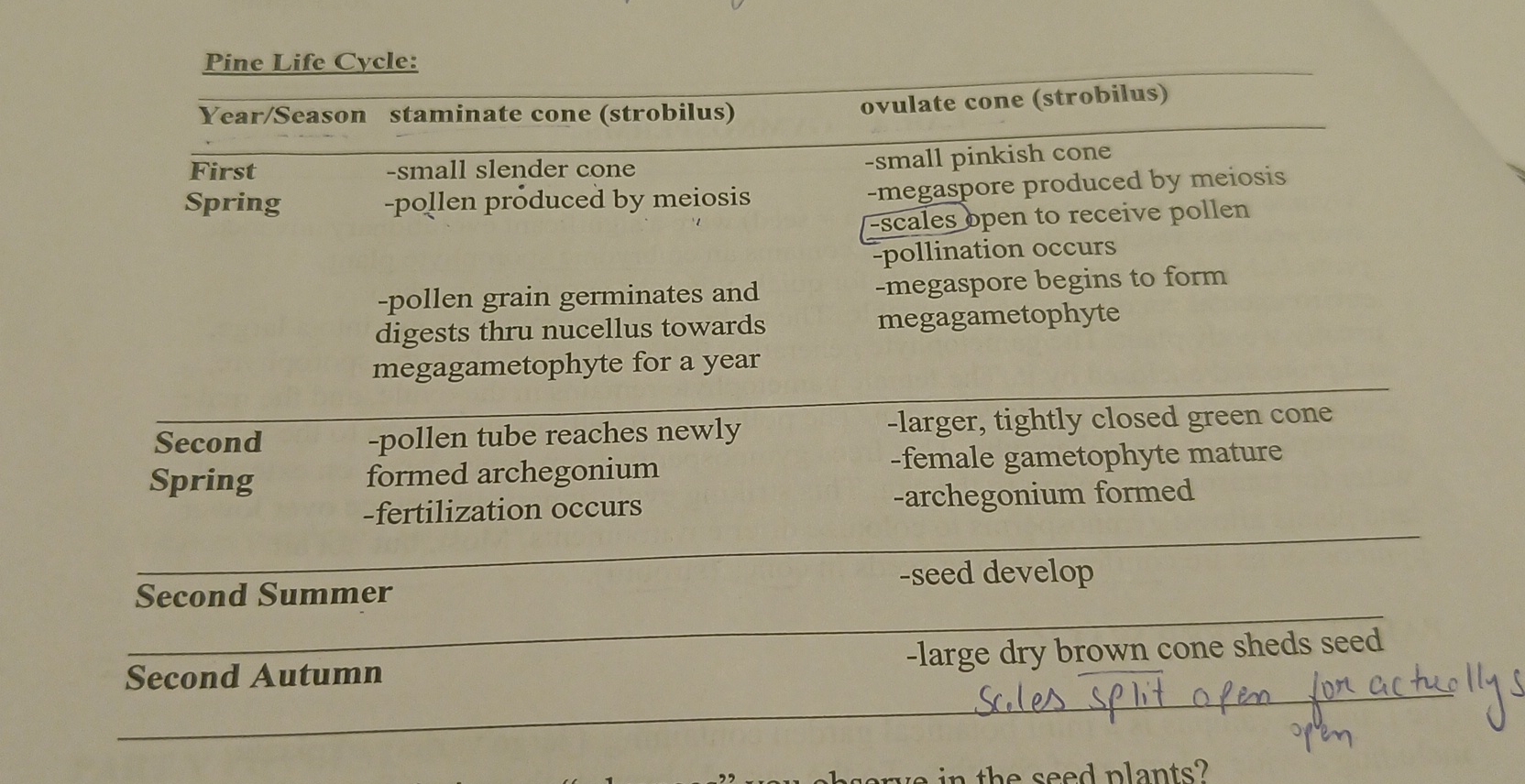 Solved Pine Life Cycle:\table[[Year/Season,staminate cone | Chegg.com