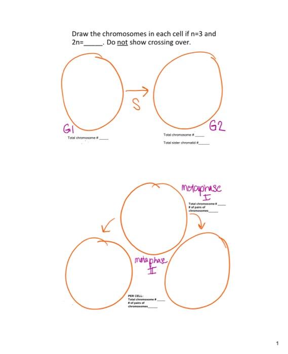 Solved Draw the chromosomes in each cell if n=3 and 2n= Do | Chegg.com