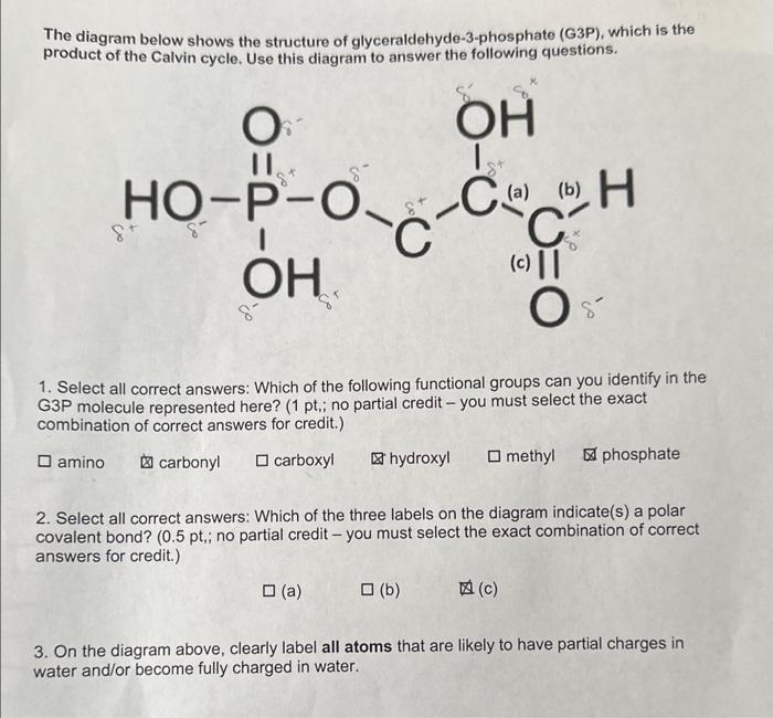 Solved The diagram below shows the structure of | Chegg.com