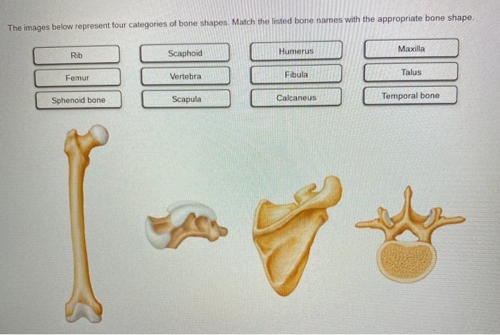 Types Of Bone Shapes