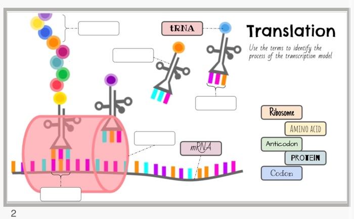 Solved Transcription Identify the structures of the | Chegg.com