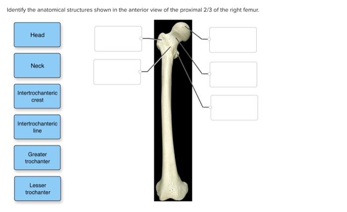 Solved Identify the anatomical structures shown in the | Chegg.com
