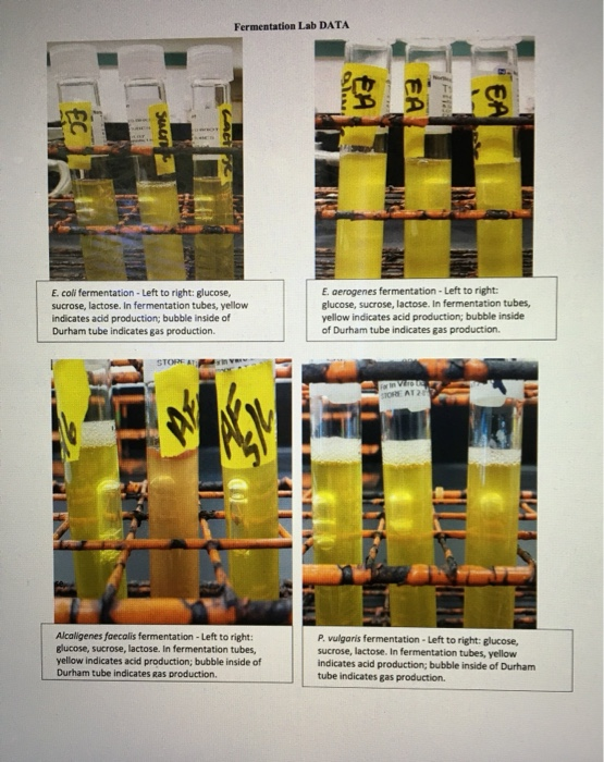 Solved Results Carbohydrate Sucrose Color Acid Gas (Y/N) | Chegg.com