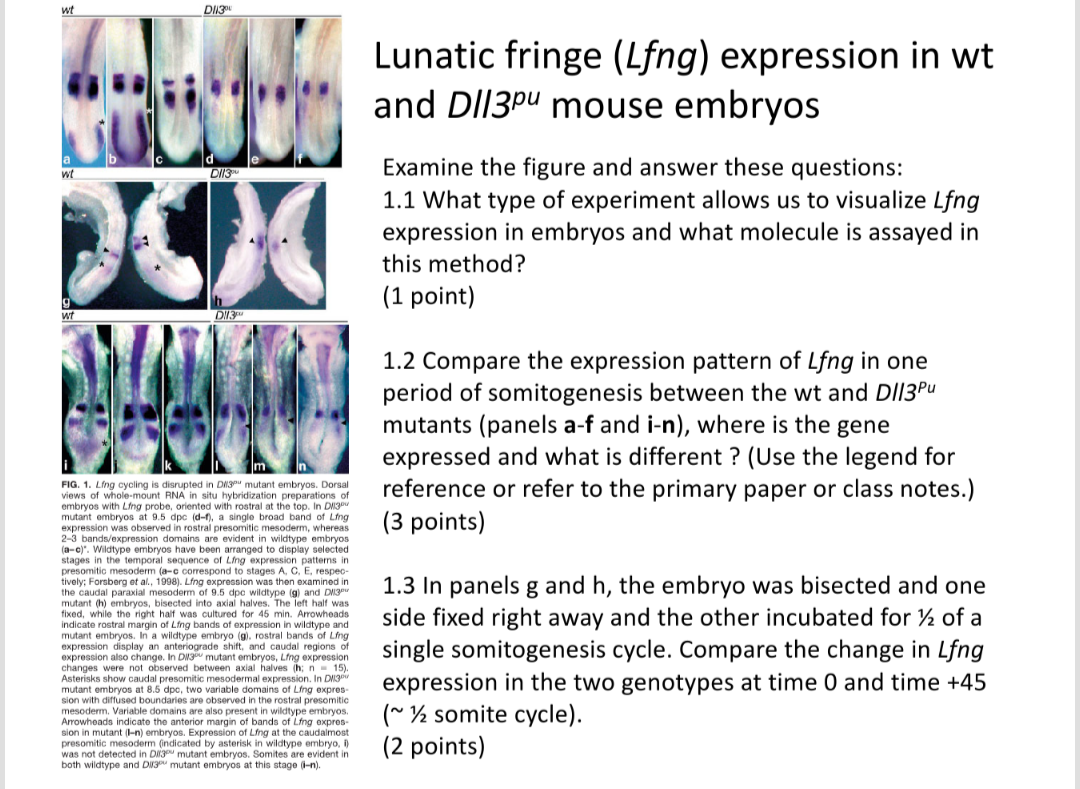 Lunatic fringe (Lfng) expression in wt and D∥3pu | Chegg.com