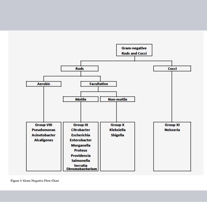 Solved AttachmentFigure 1: Gram Negative Flow ChartFigure | Chegg.com