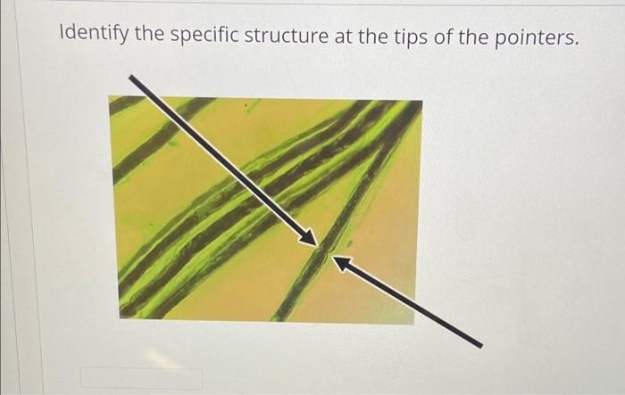 Solved Identify the specific structure at the tips of the | Chegg.com